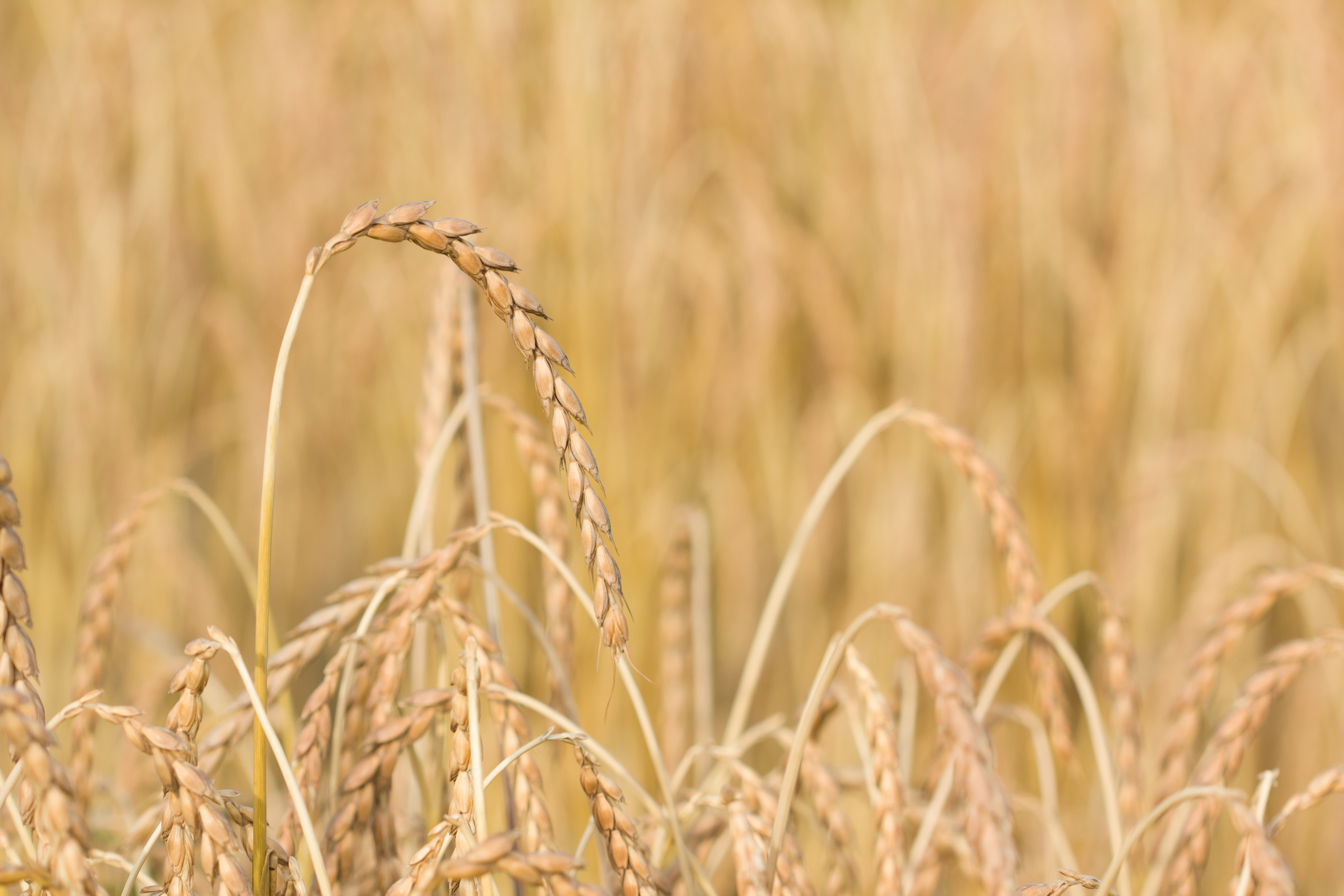 Dinkel bei Seitenbacher: Große Auswahl, keine Zusatzstoffe