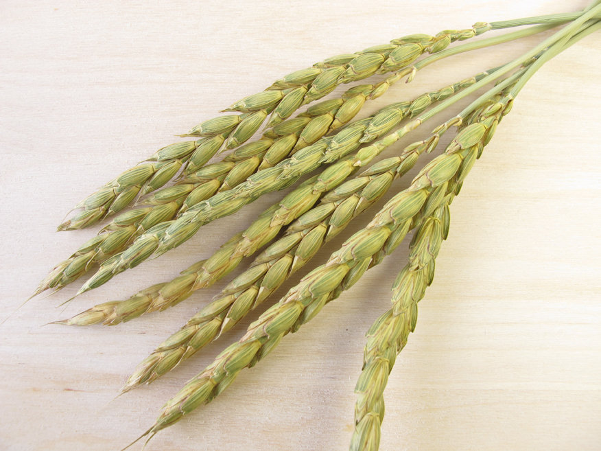 Dinkel und Grünkern | seitenbacher.de