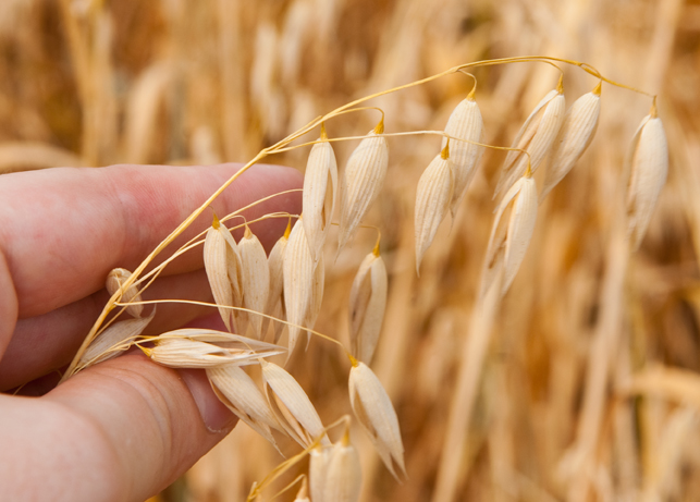 Was im Hafer steckt – und wie er schmeckt